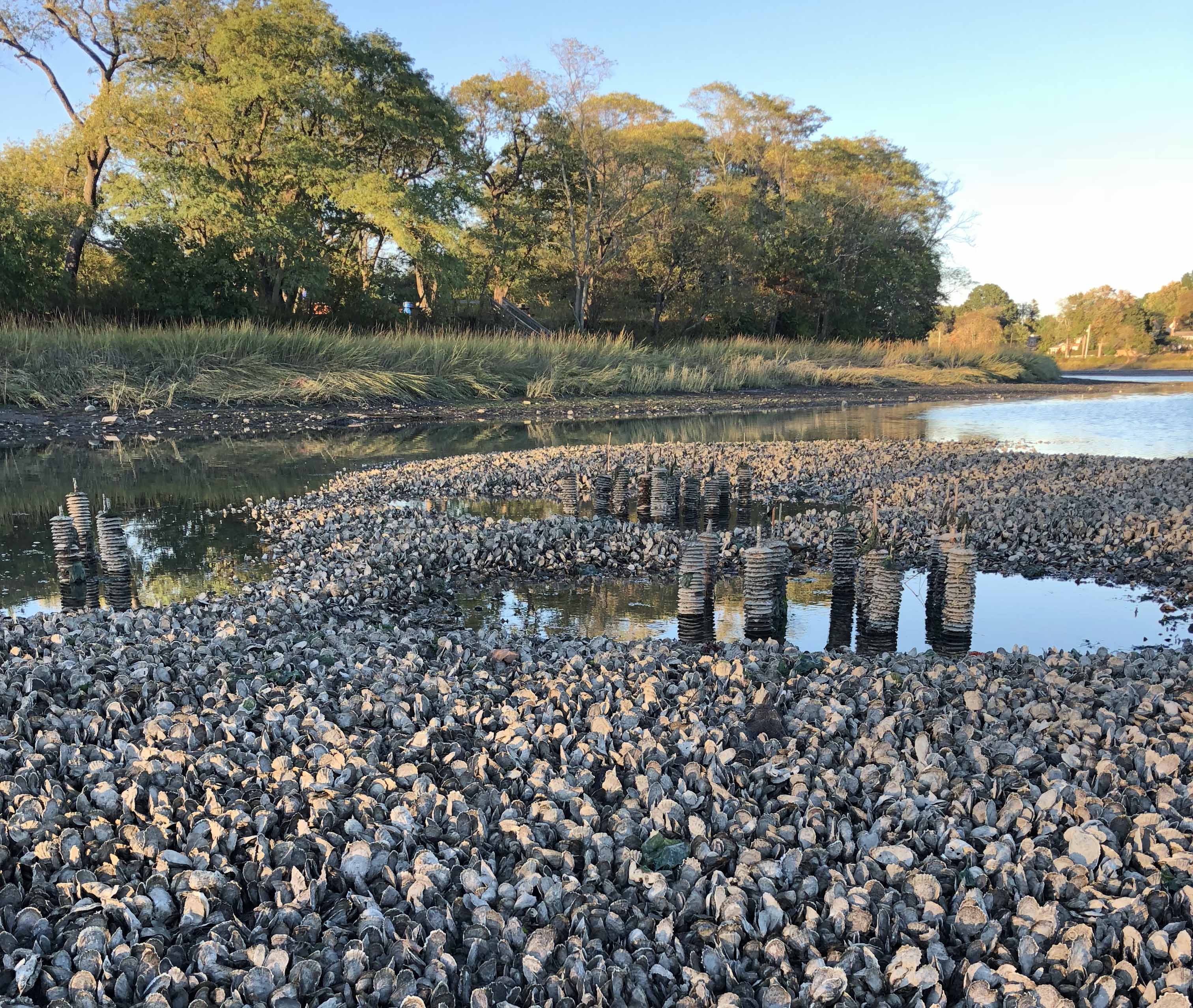Restoration plan for shellfish beds is goal of new project ...