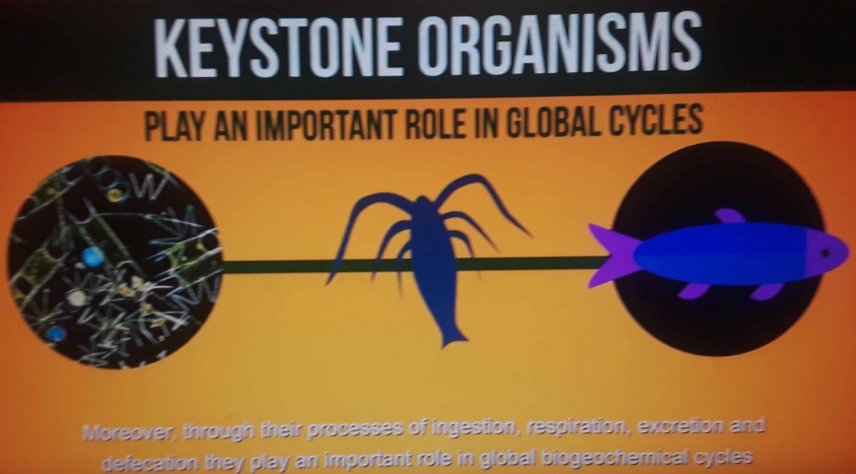 Video showcases research into copepods & climate change | Connecticut ...