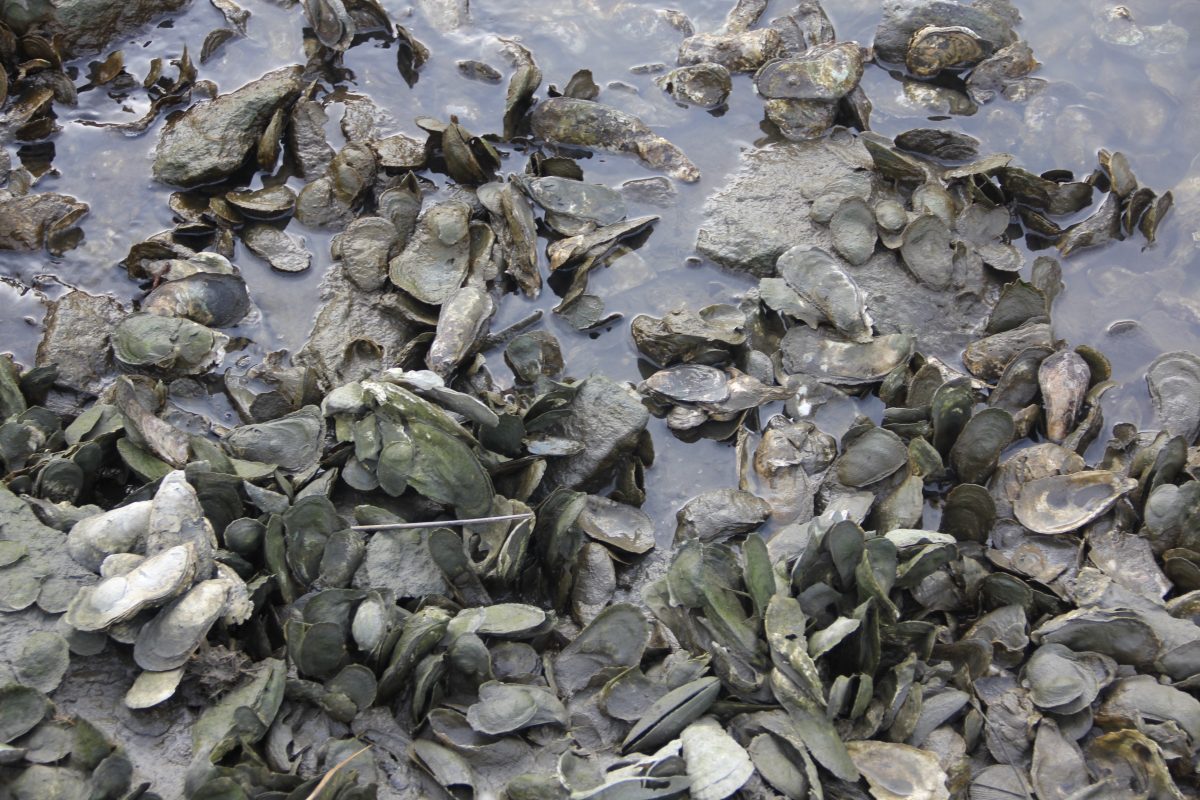 New interactive tool will guide shellfish restoration in LIS ...