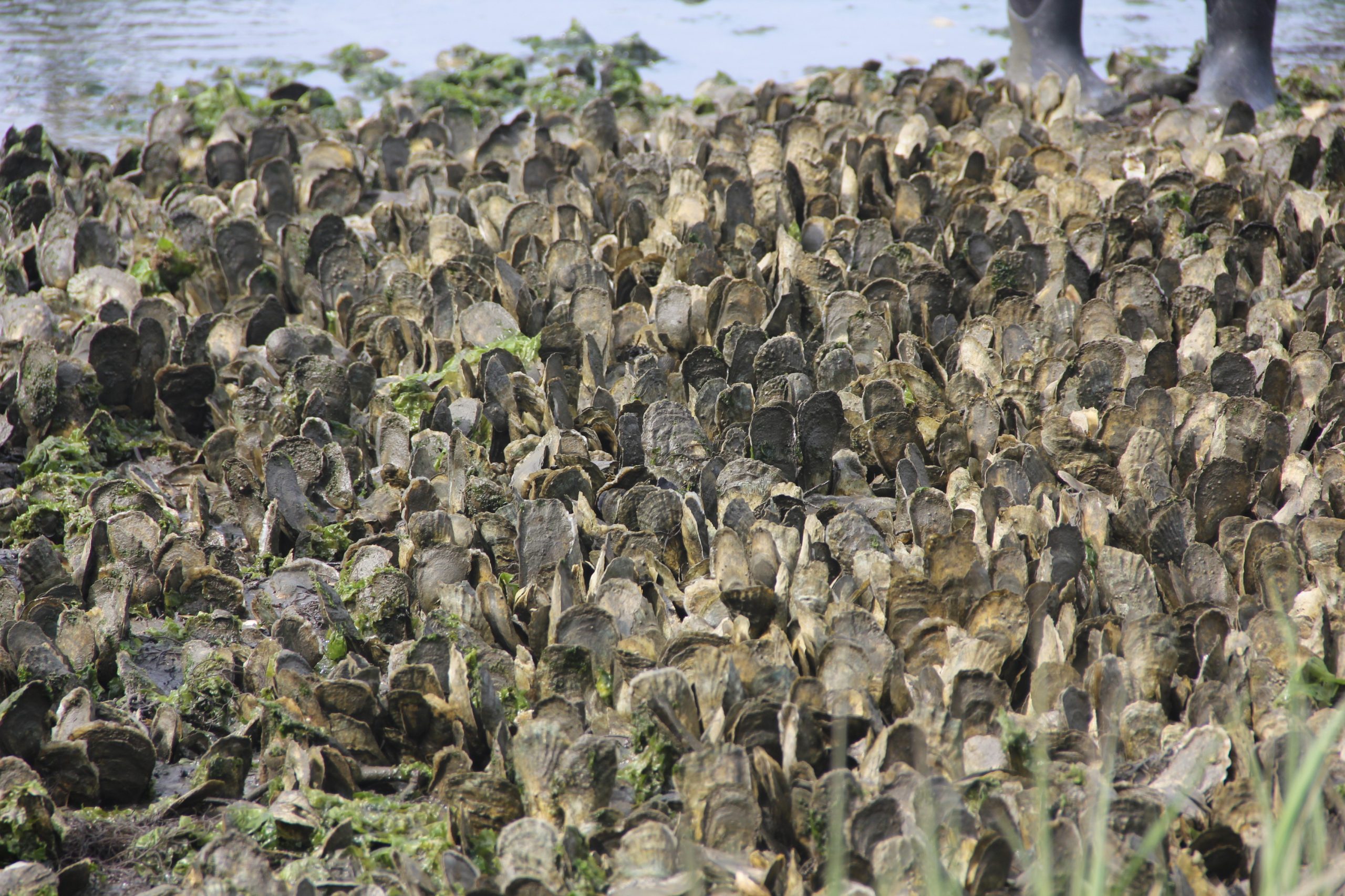 Project will help strengthen state’s shellfish industry | Connecticut ...