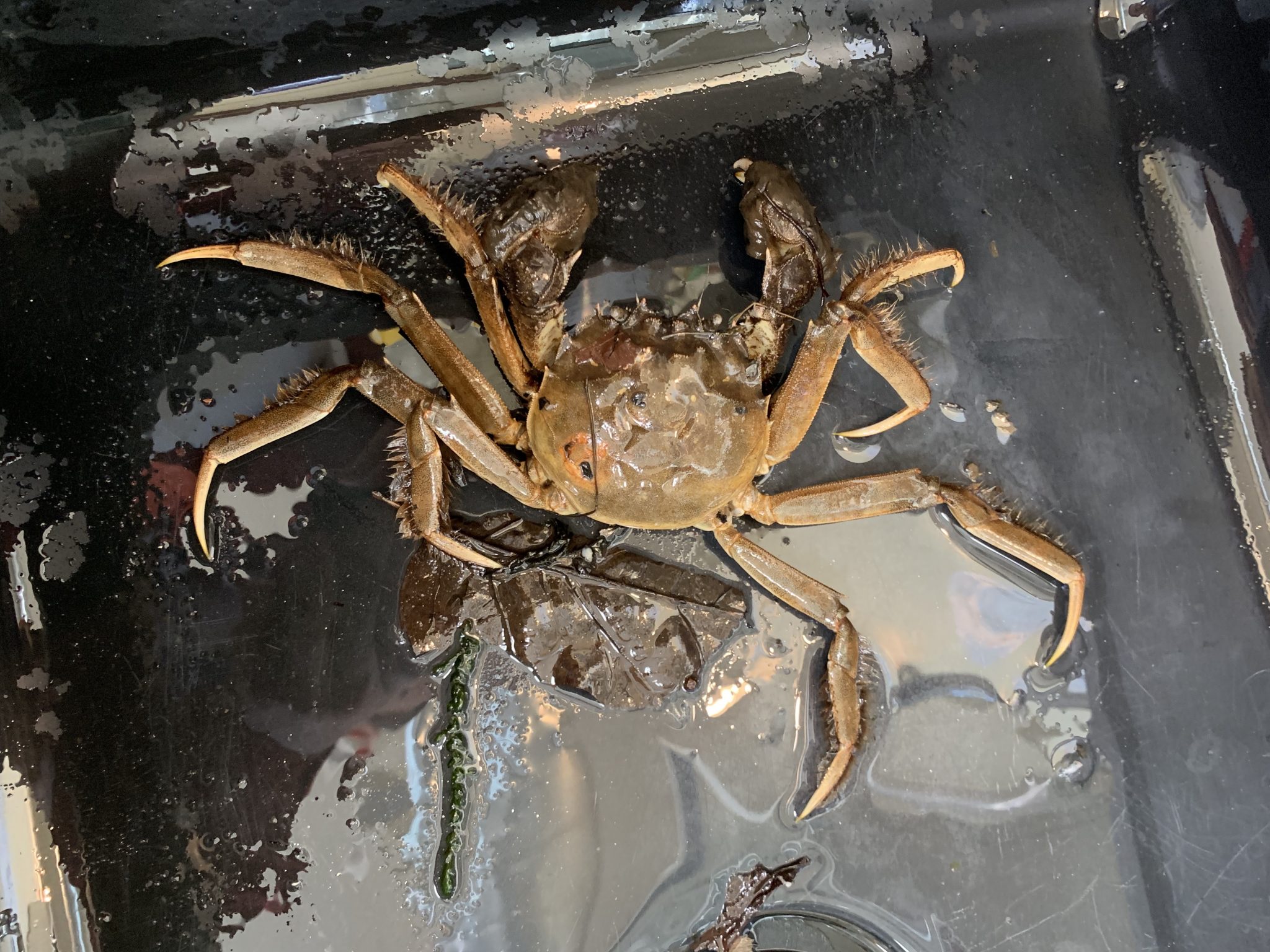 Invasive Species | Connecticut Sea Grant | University of Connecticut