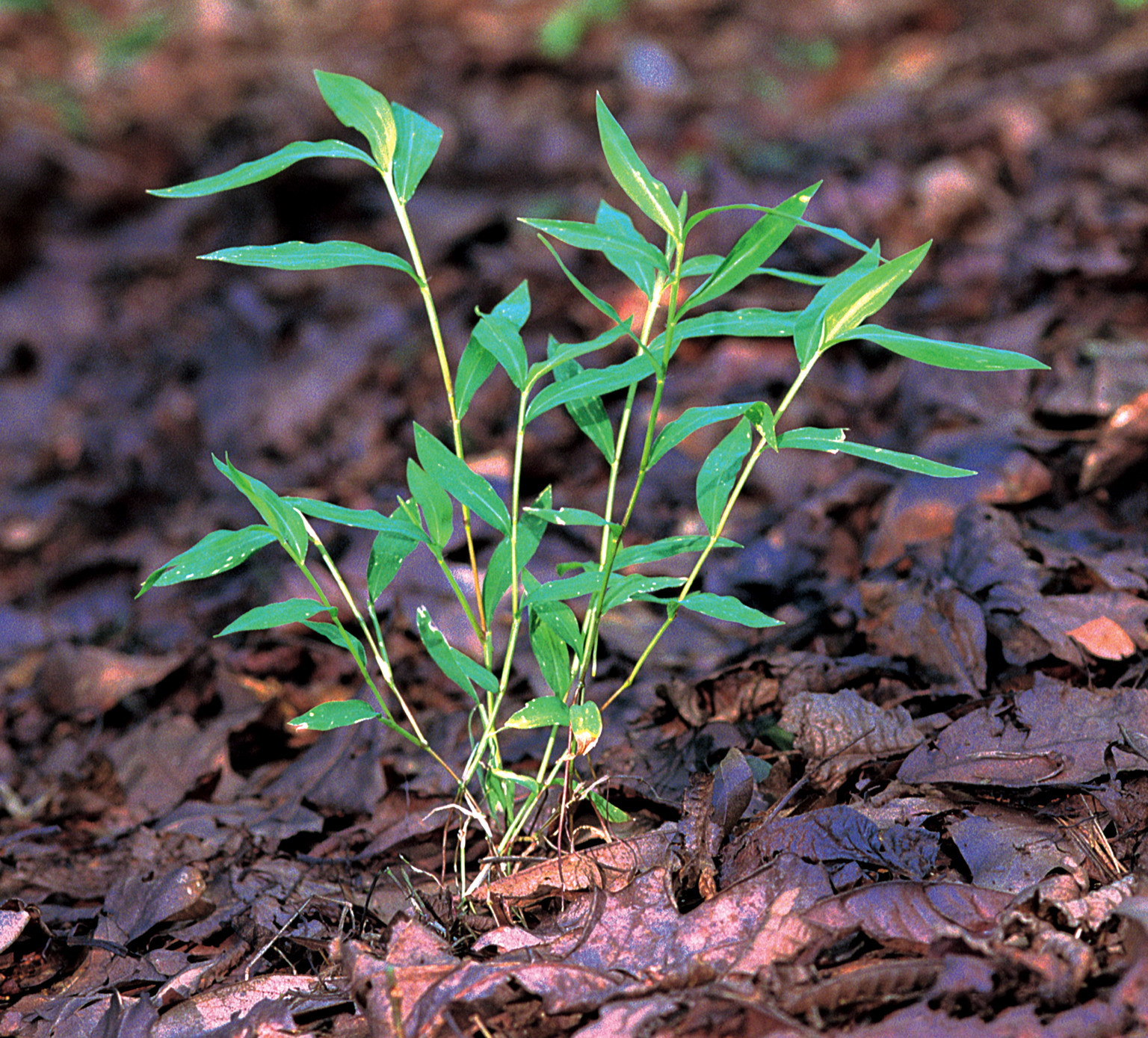 Invasive Species | Connecticut Sea Grant | University of Connecticut
