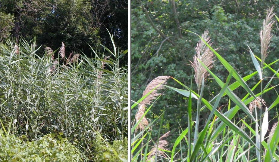 Invasive Species | Connecticut Sea Grant | University of Connecticut