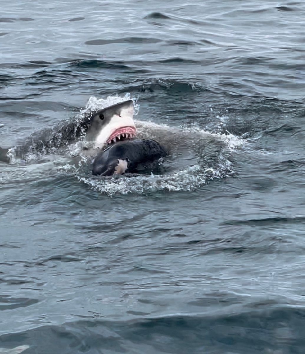 More shark photos, black sea bass research photos | Connecticut Sea Grant